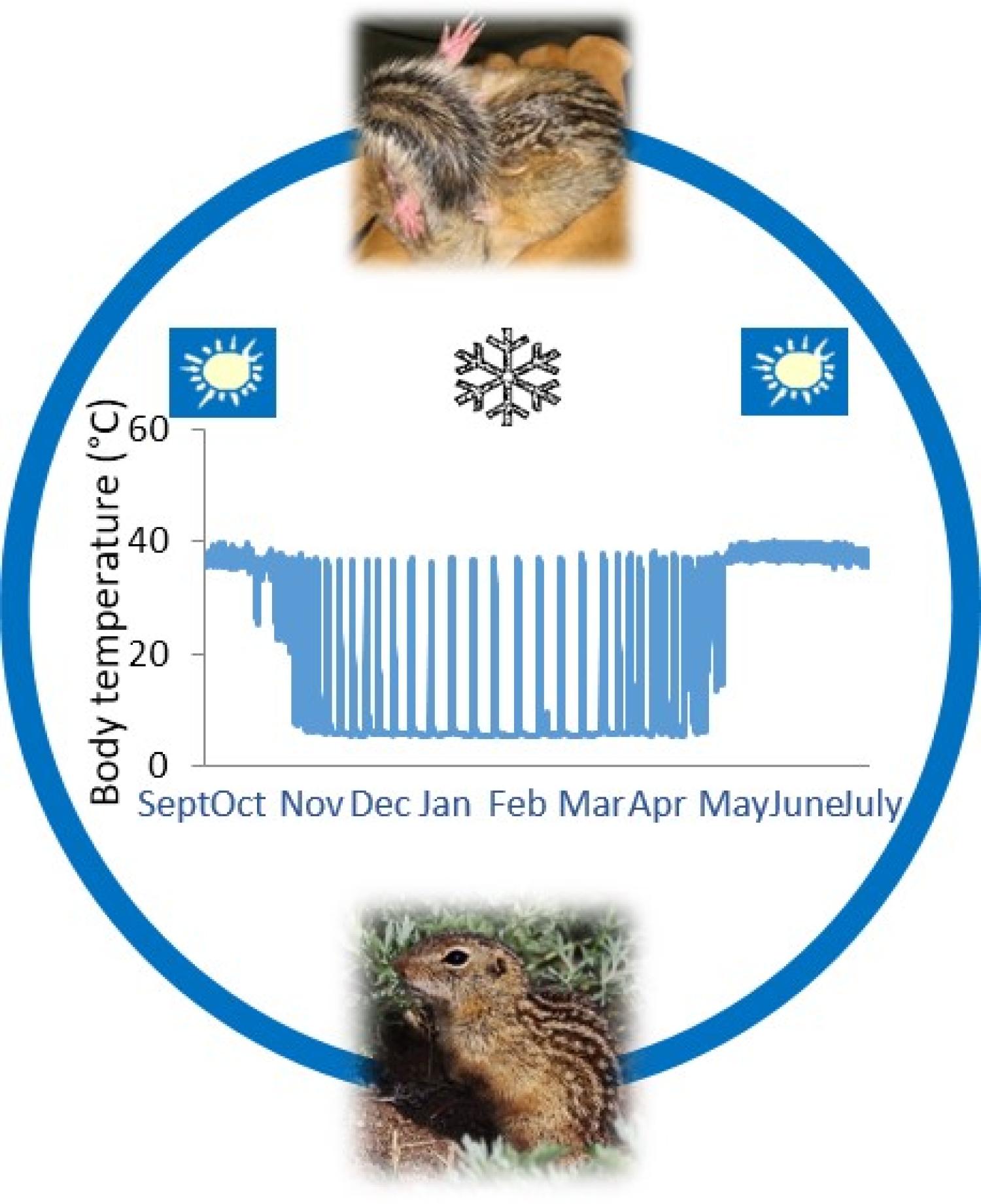 Transcriptome Dynamics In Hibernation Cause Or Consequence Of transcriptome-dynamics-in-hibernation-cause-or-consequence-of