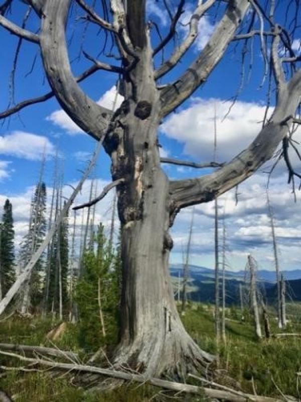 Congratulations to Dr. Elizabeth (Libby) Pansing on the successful ...