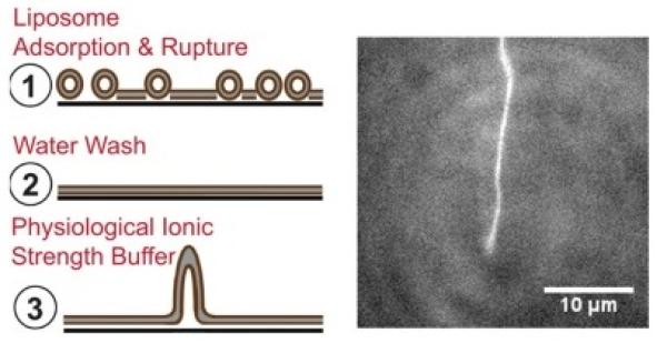Supported Tubulated Bilayers (STuBs): a new method for preparing lipid ...
